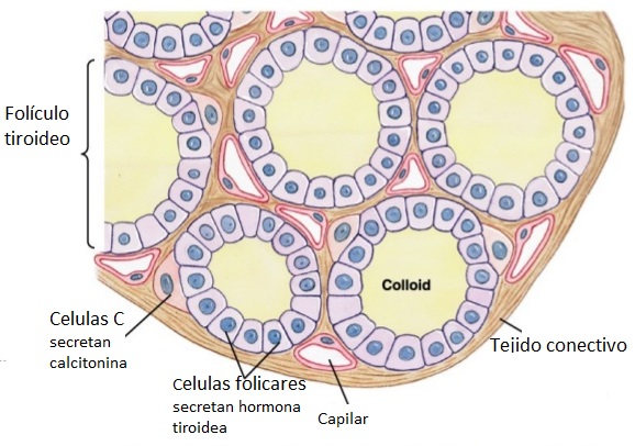 Estudios de glándula tiroides
