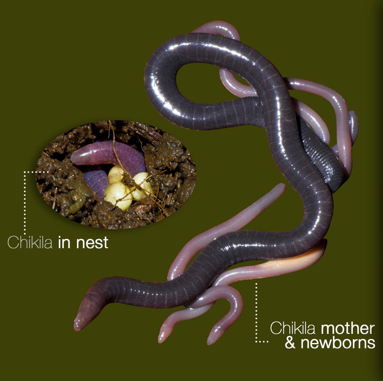 Species New to Science: [Herpetology • 2012] Family Chikilidae ...