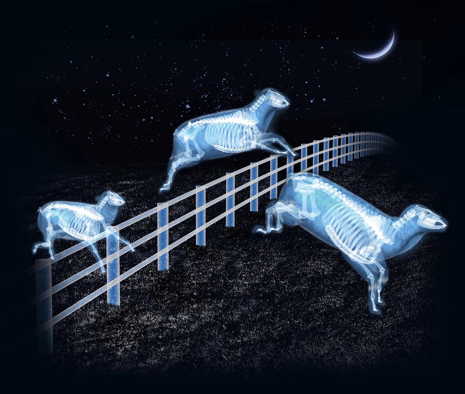 ♦♦♦: X RAY SHEEPS