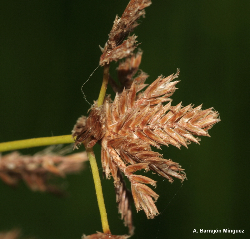 Naturaleza Viva: Cyperus involucratus Rottb. Fam: Cyperaceae