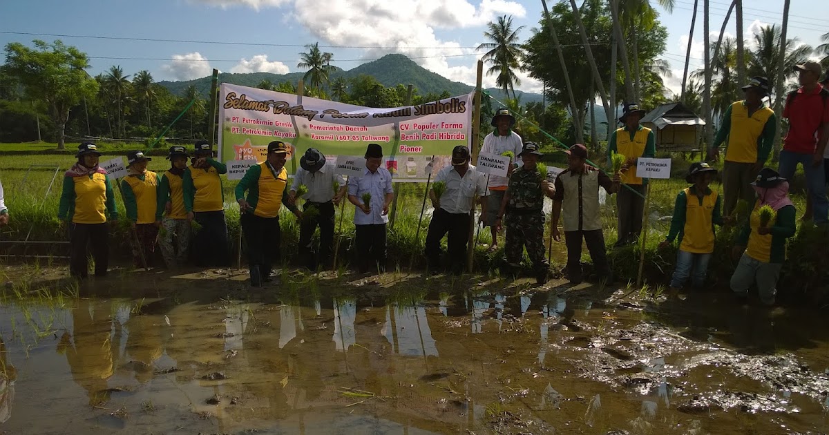 Pembelajaran Petani Melalui Demplot | Media Penyuluhan