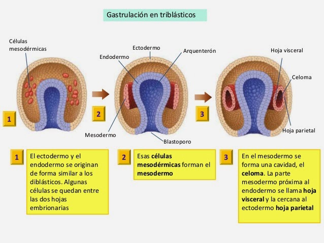 Reproducción sexual en animales: EL DESARROLLO EMBRIONARIO
