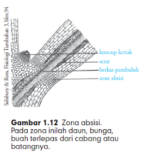 Hormon untuk Pertumbuhan dan Perkembangan Tumbuhan ~ Enjoy but Serious ...