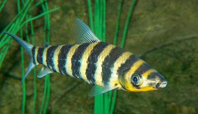 No Mar Profundo: Piau Flamengo - Leporinus affinis