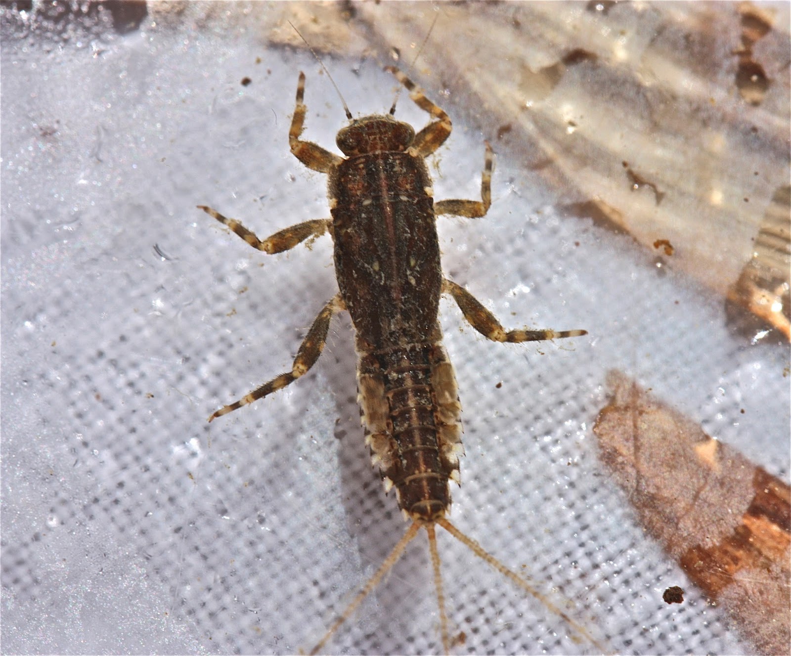 Aquatic Insects of Central Virginia: The Ephemerella (spiny crawler ...