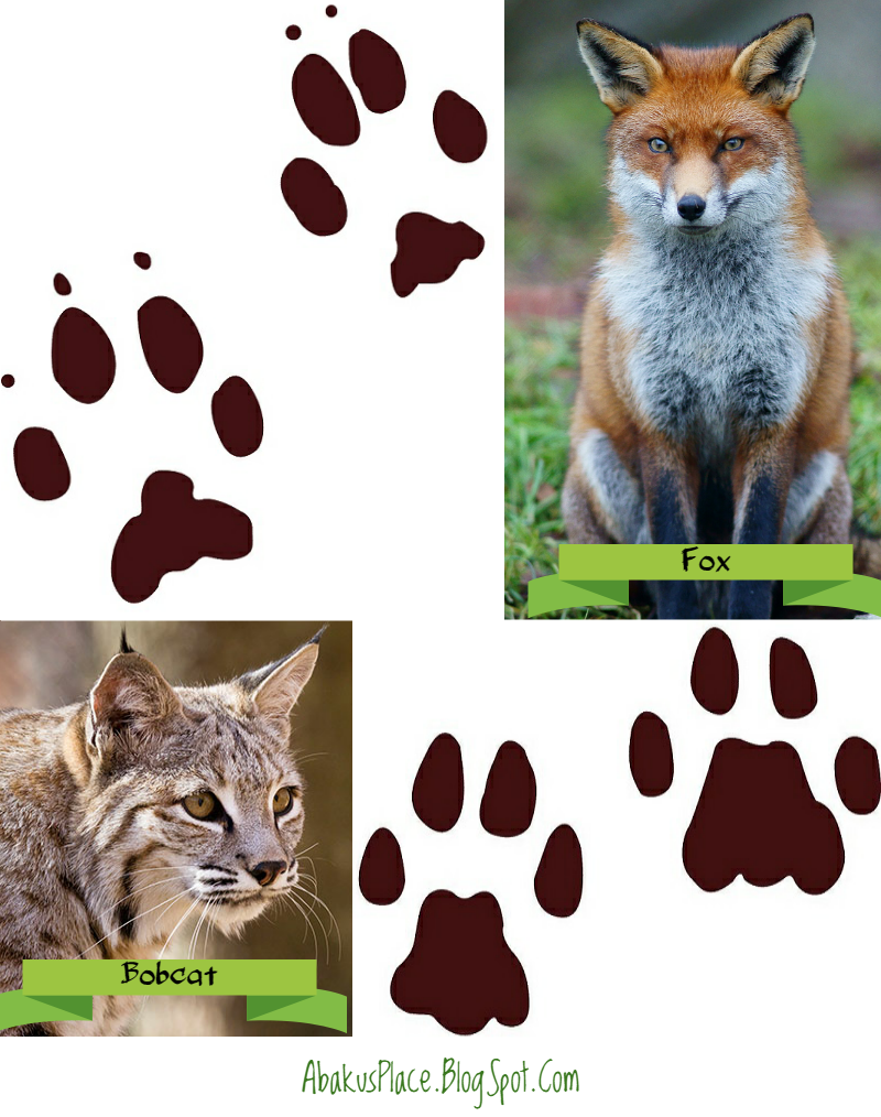 Earth In The Past: How to Identify 10 Common Animal Tracks