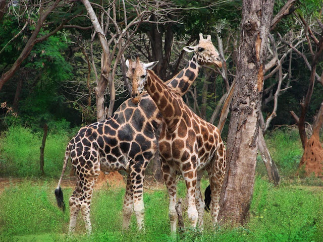 Tamilnadu Tourism: Arignar Anna Zoological Park (Vandalur Zoo), Chennai