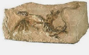 Pengertian Fosil Dan Artefak | Pengukir Sejarah