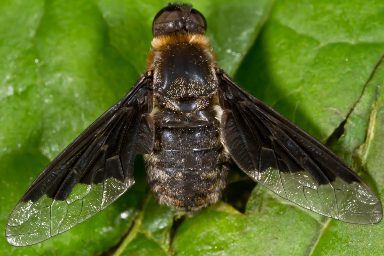 Harvey's Spiders n Stuff: Bee Fly - Hemipenthes morioides