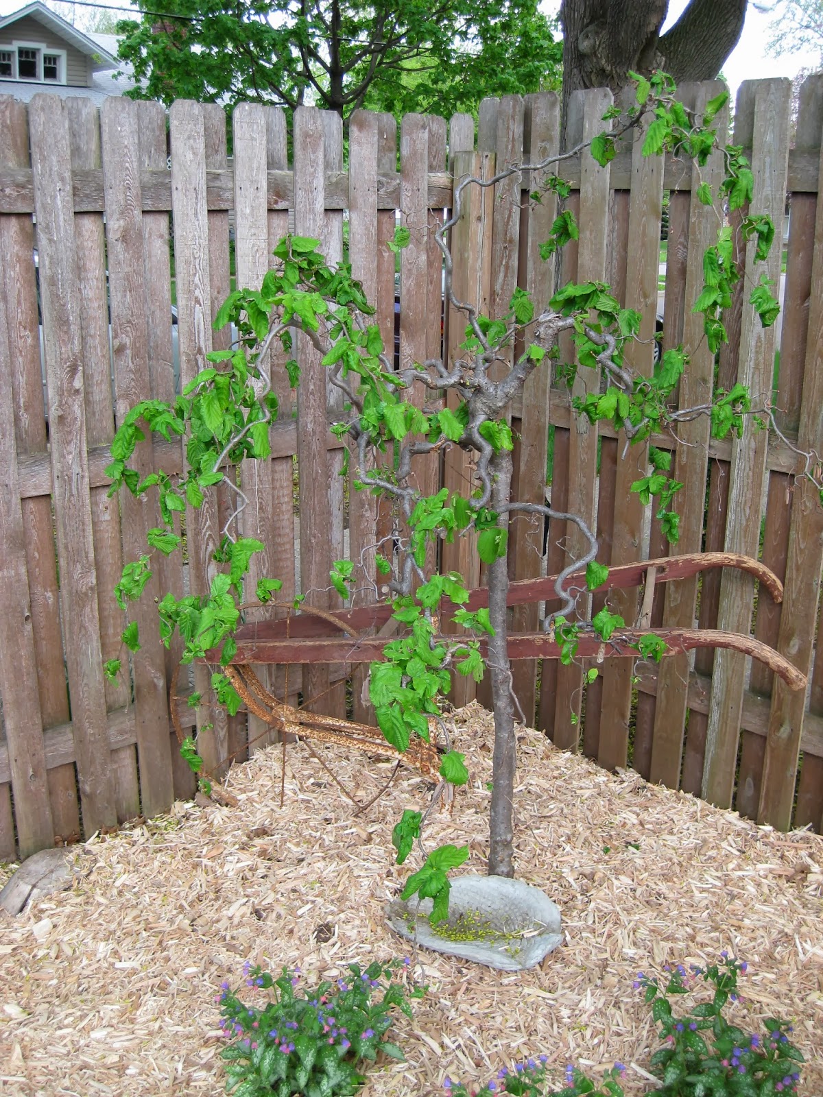 Rotary Botanical Gardens - Hort Blog: Garden Contortion