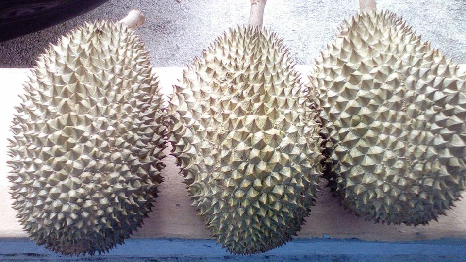 D2 - Durian D2 Dato' Nina