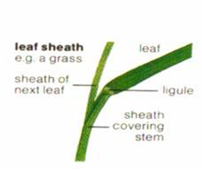 DAUN (Folium) dan Bagian- bagian Daun - Pengertian Menurut Ahli