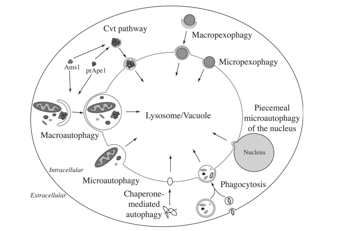 DNA Repair, Autofag, Apoptosis