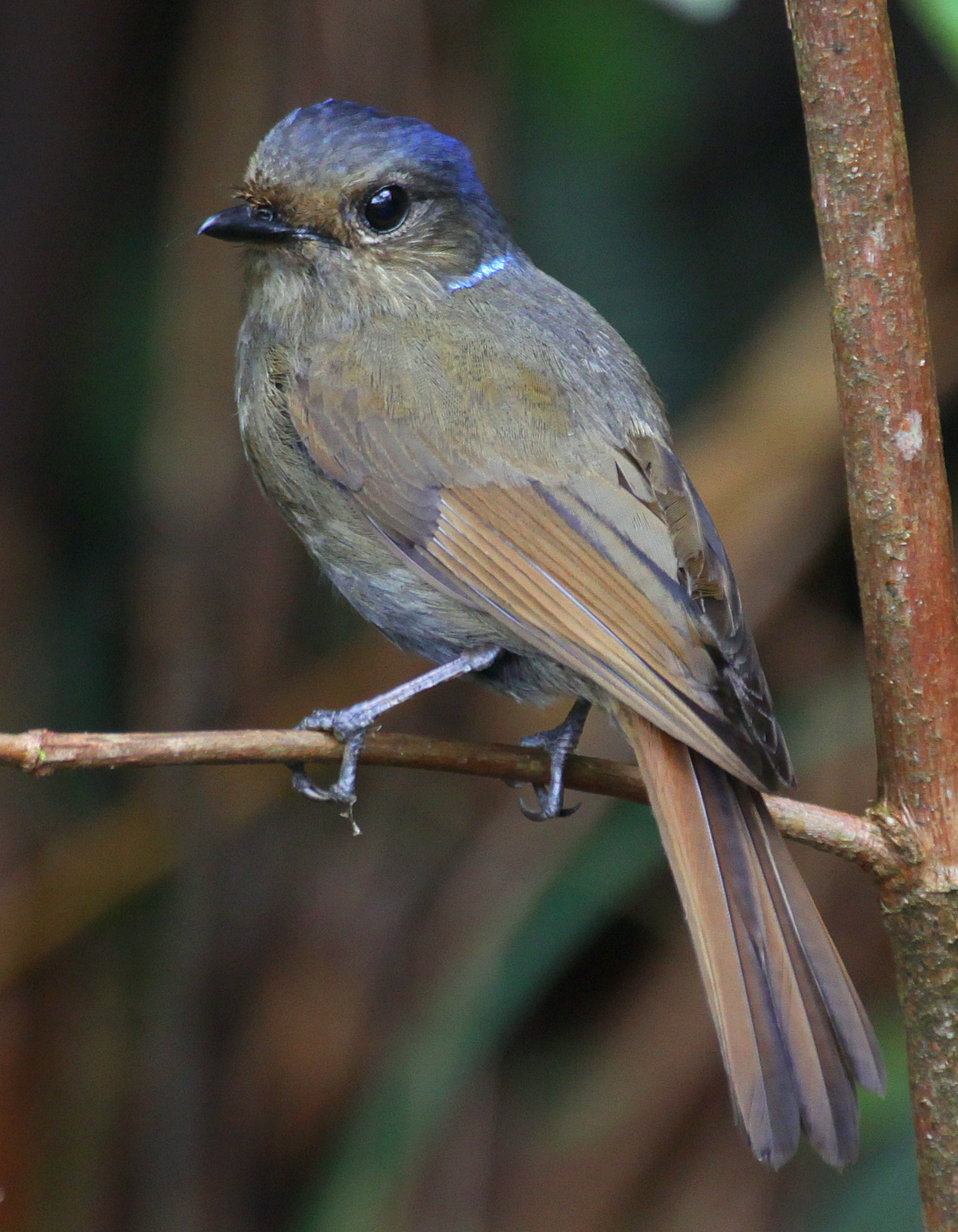 Birds of Malaysia @ mynameistank64: Ulu Kali Part II - still so much ...