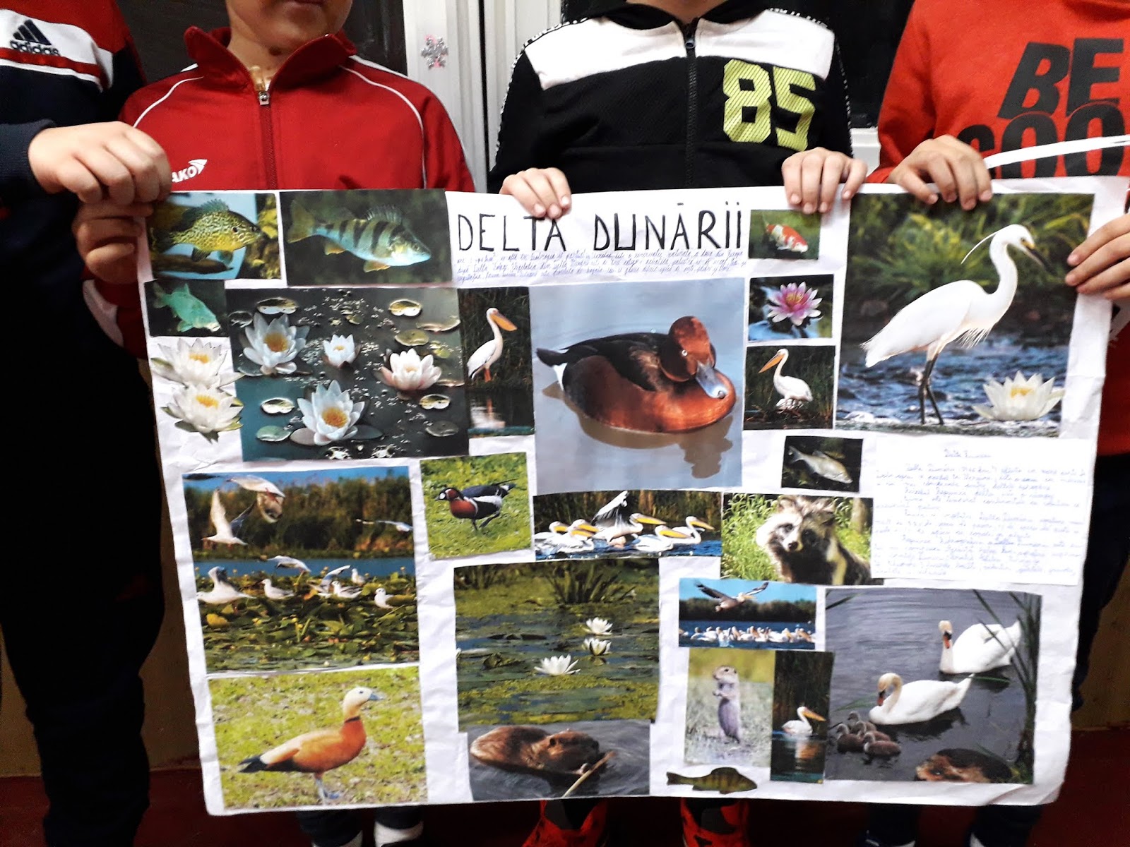 Prietenii lui Isteţilă: Delta Dunării - proiect