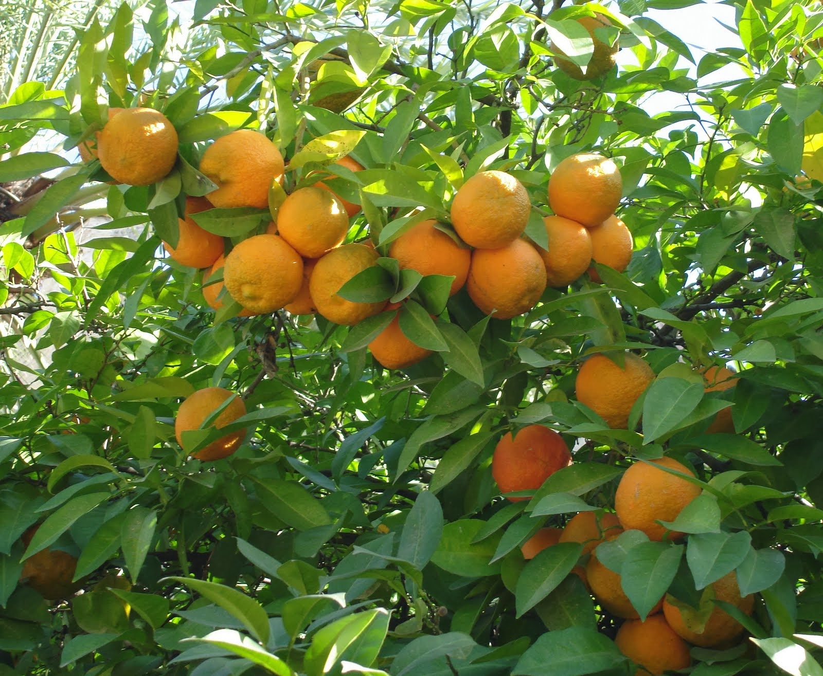 ARTE Y JARDINERÍA : NARANJA. CITRUS spp.