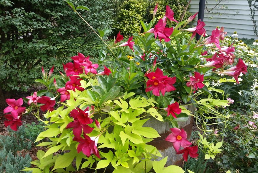 Future Plants by Randy Stewart: Mandevilla