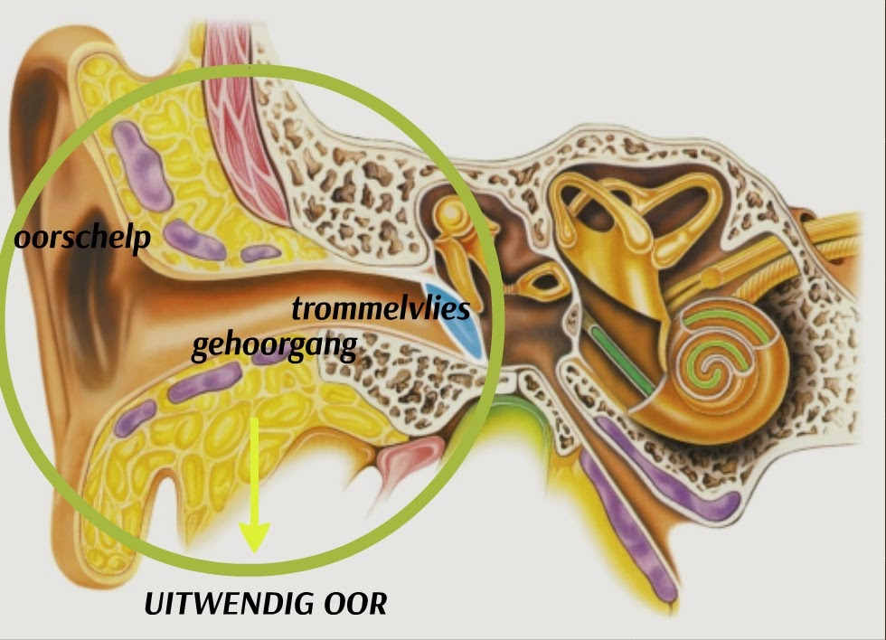 Het oor: Het uitwendig oor