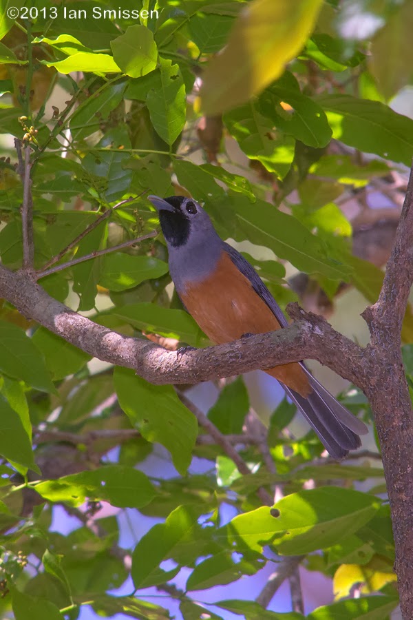 A passion for birds...: Paluma Range NP