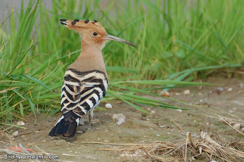 Birding Catalunya: Observant ocells al Delta de l'Ebre - 15/12/18