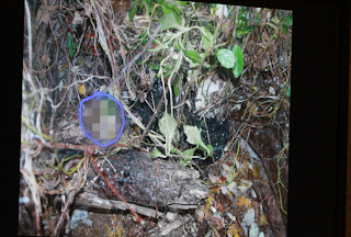 Anything about Everything: Caylee's skull and other pictures are shown