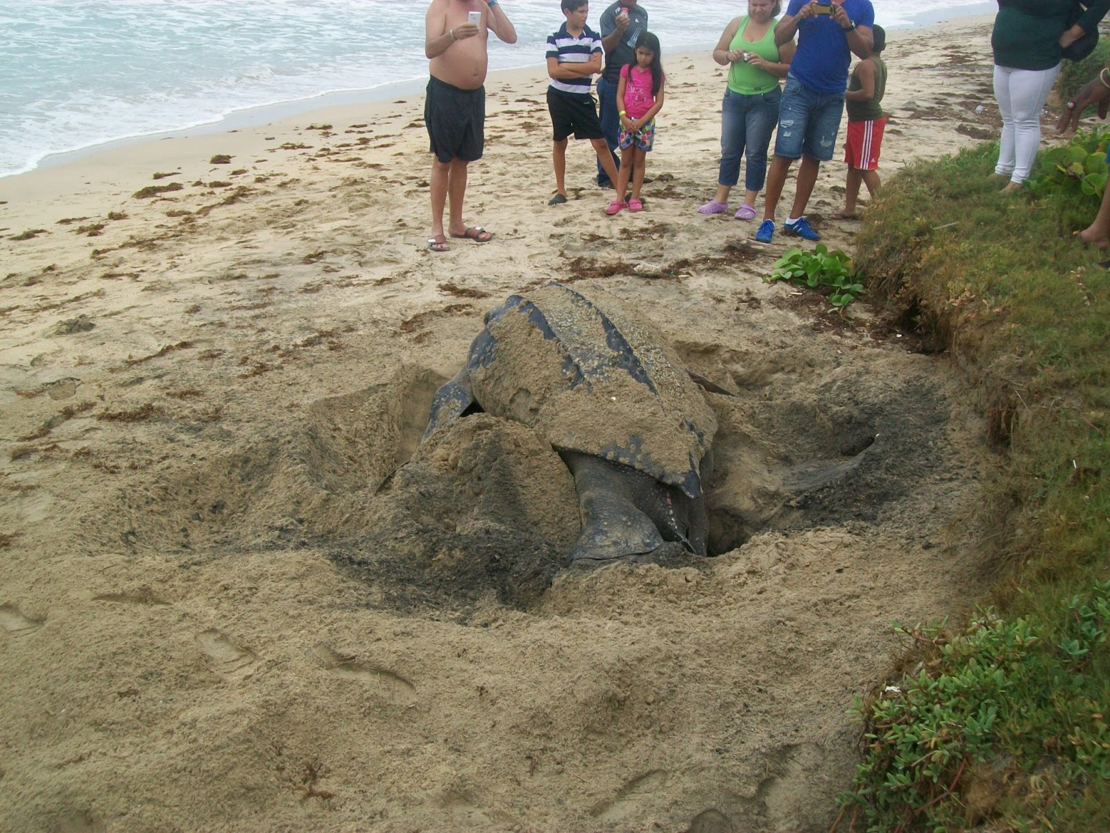 Prensa Antolin Del Campo : (+GALERÍA DE FOTOS) Impresionante tortuga ...