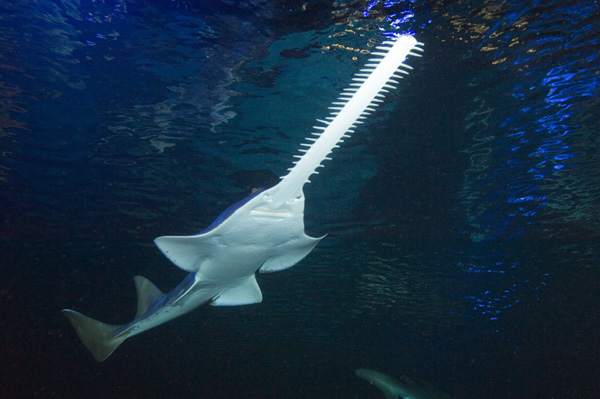 Animals of the world: Green Sawfish