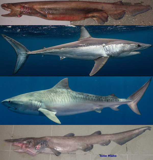 Tiburones en Galicia: Aletas: Formas y funciones