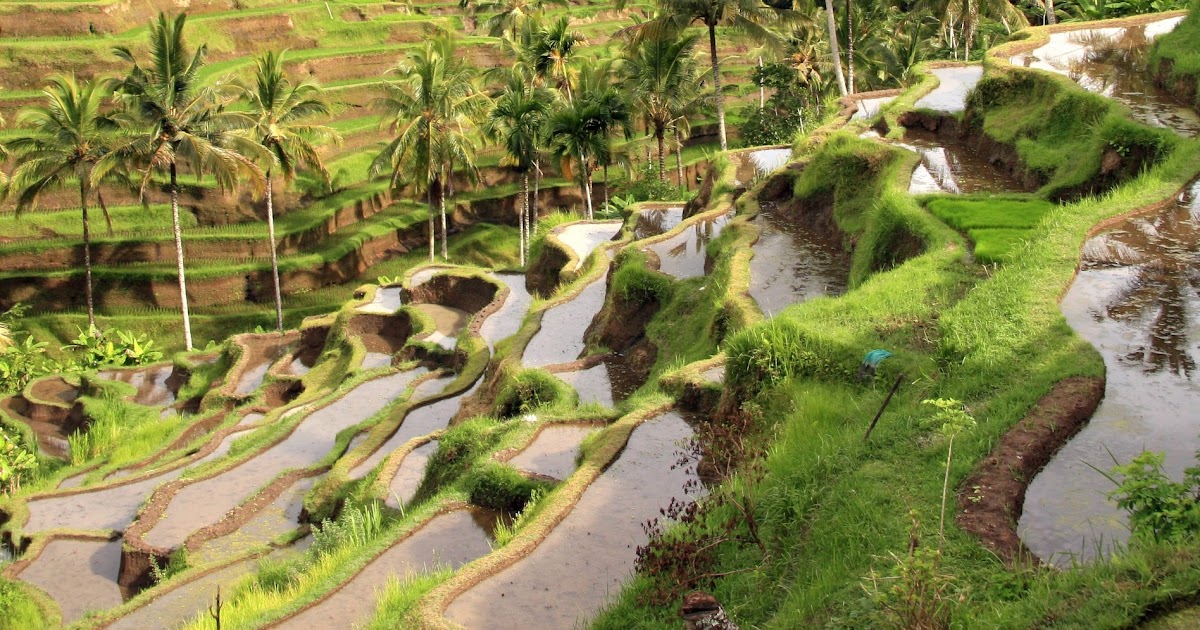 Fishkeeping in a Cambodian Rice Field