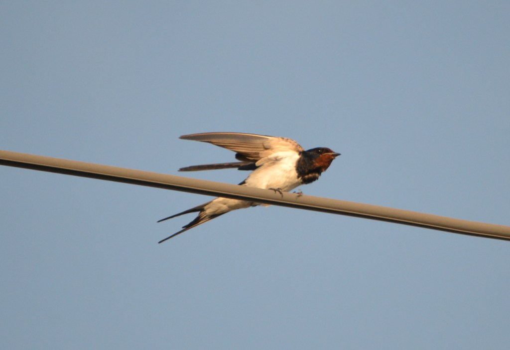 Birding in Japan: Barn Swallows (Tsubameツバメ)