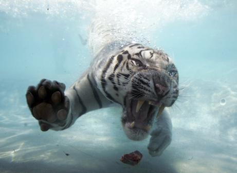 Animalia: Underwater tiger