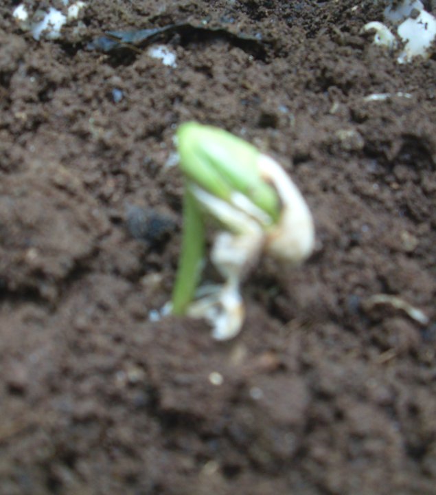 Canavalia Ensiformis In Indonesia