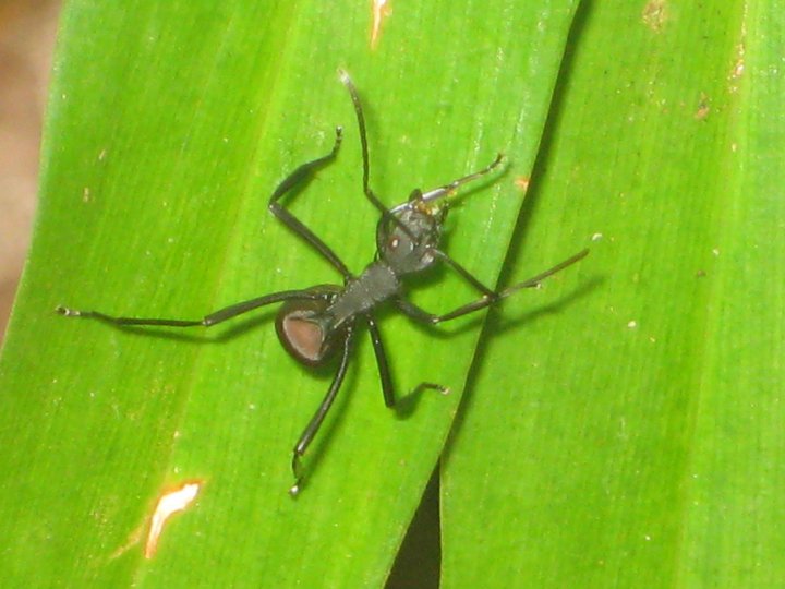 AS SEEN ON TV By Stanley Palisada