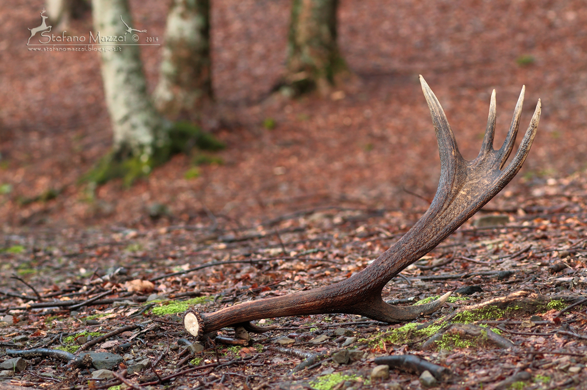 Stefano Mazzei wildlife photographer: Quando il cervo perde ...le corna