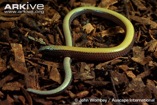 Hewan Reptil - Ular tambang | Susanto Wisata