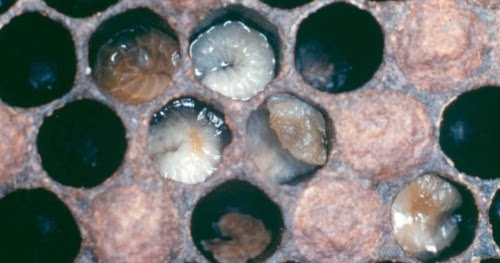 La Familia de la Apicultura - The Beekeeping Family: LOQUE EUROPEA Y ...