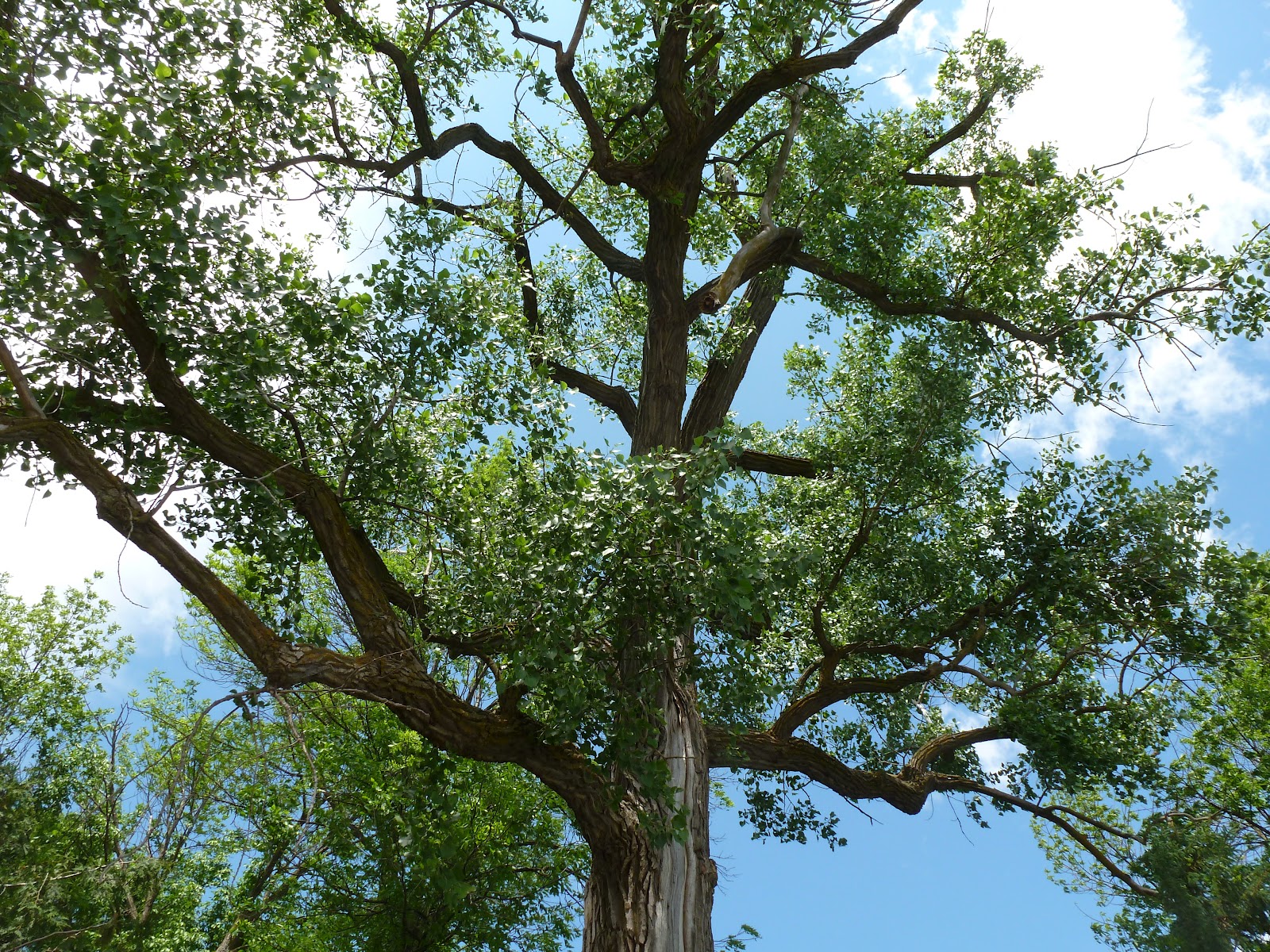 The 1,000-Mile Great Lakes Adventures: Grand Trees along the Great Lakes