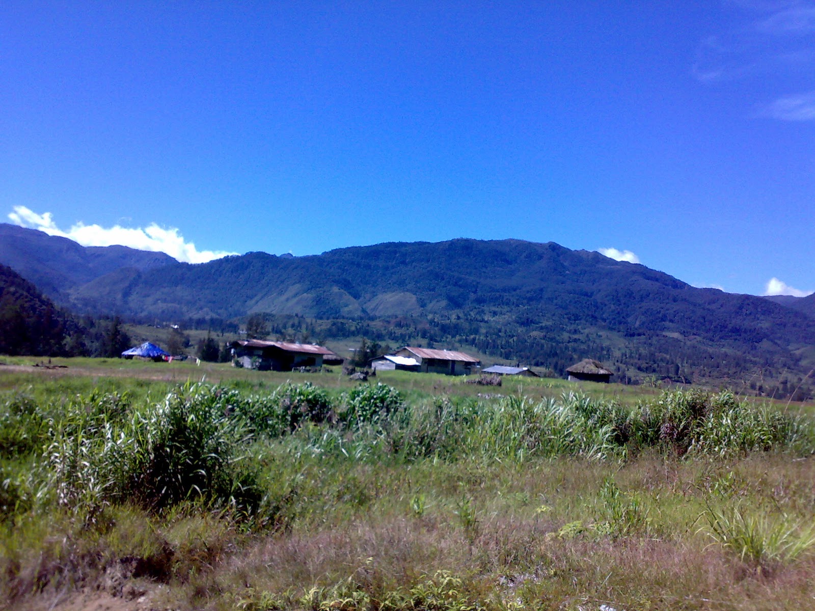 Alam Ilaga Puncak Papua