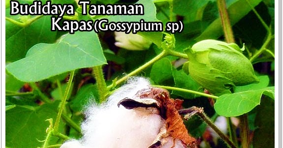 Panduan Teknis Budidaya Tanaman Kapas (Gossypium sp ...