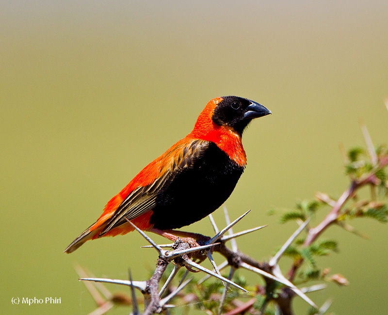 Mahikeng Birding Blog: Red Bishop: New year birds