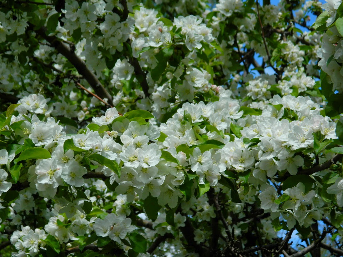 LA MULTI ANI, ROMANIA!: Merisor alb