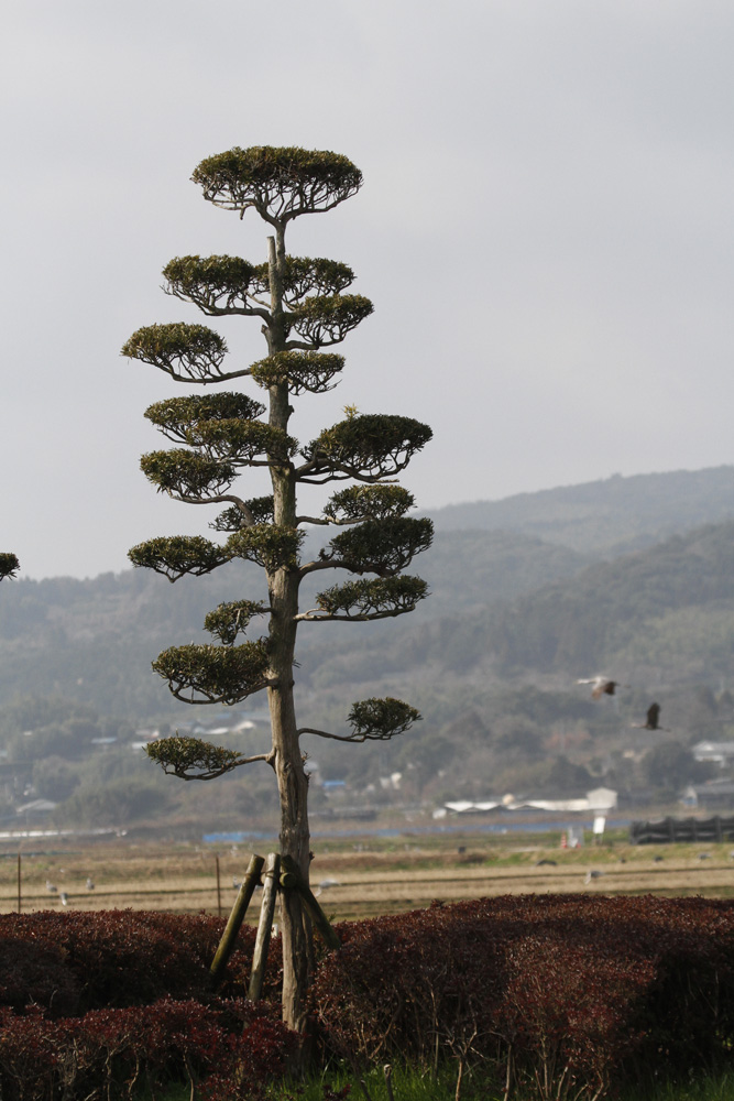 Travels with birds: Japan 2013 - 15,000 Cranes can't be wrong!