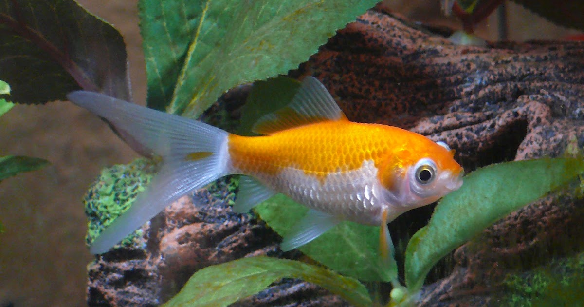 Les trouvailles de Violaine: Adopter un poisson rouge