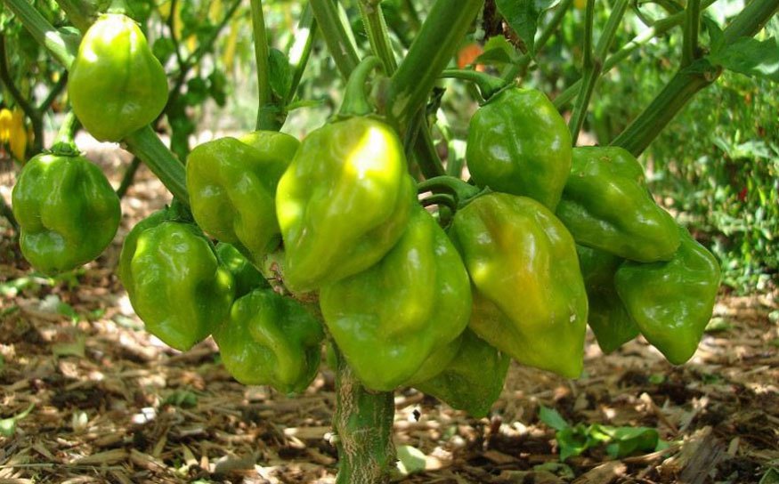 PILIPILI MBUZI - Dar East Project