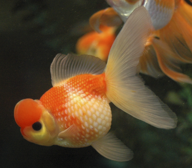 Fish Girl Writes: Goldfish Gel Food Recipes