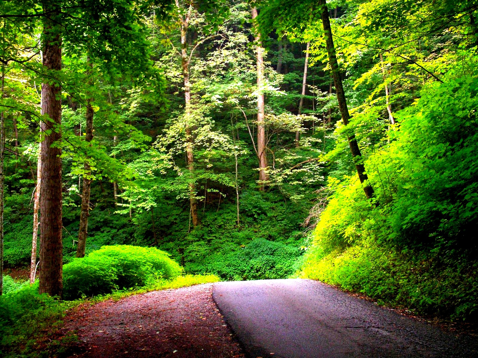Fondos Verano Bosque | Verano Fondos de Pantalla