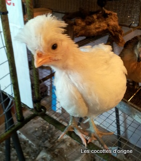 les Cocottes d'Origne : Le Merlerault