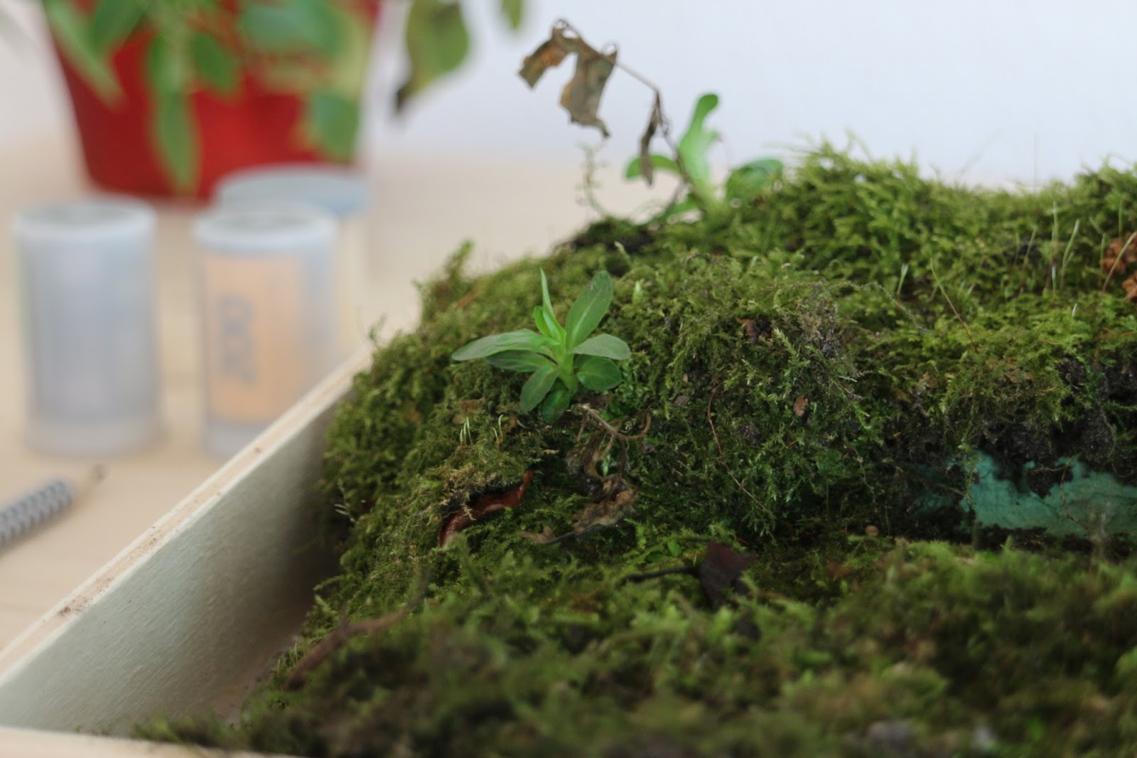 Moss box