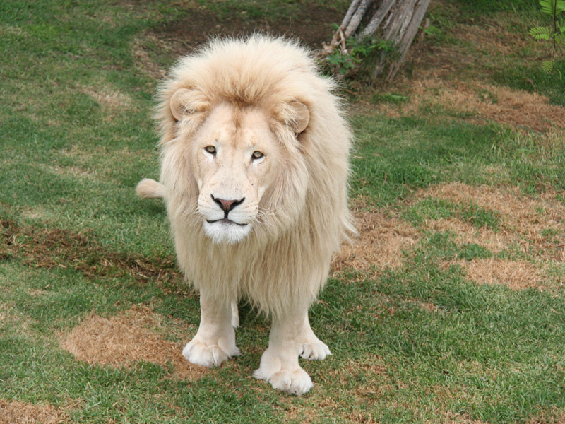 Lo mejor de lo MEJOR: León blanco