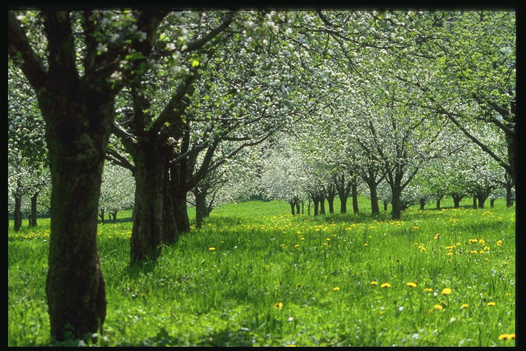 culien page's: Mengenal Sifat Seseorang Berdasarkan Musim